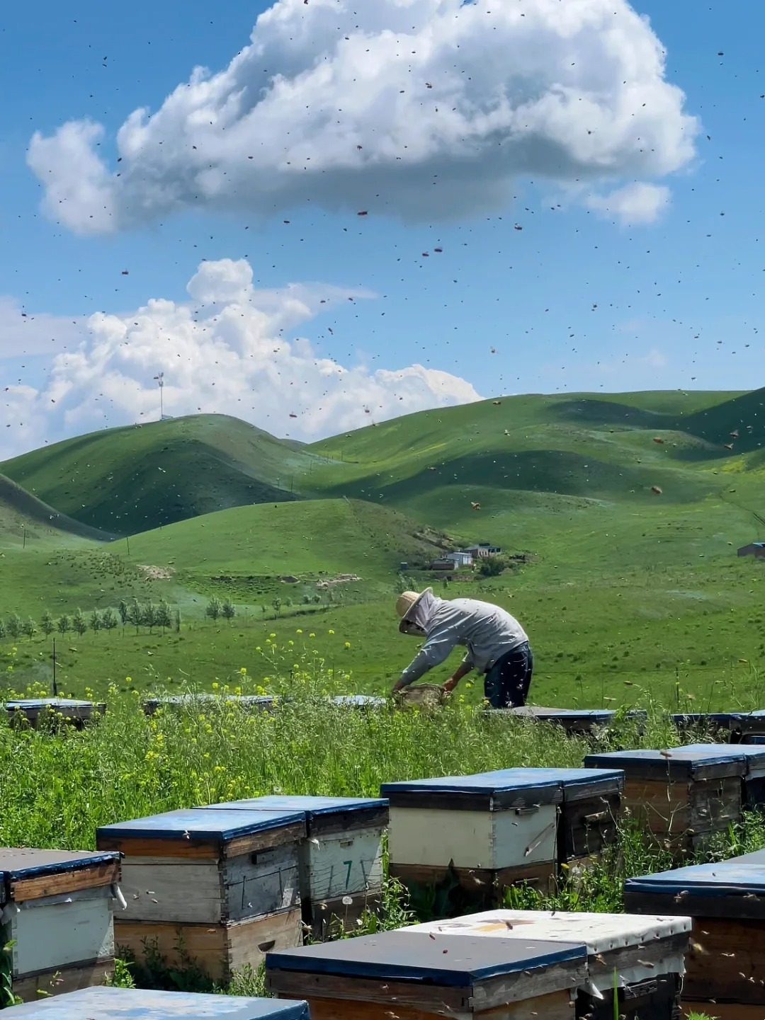 Beekeeping for Beginners: Top Tips to Start Your Bee Today