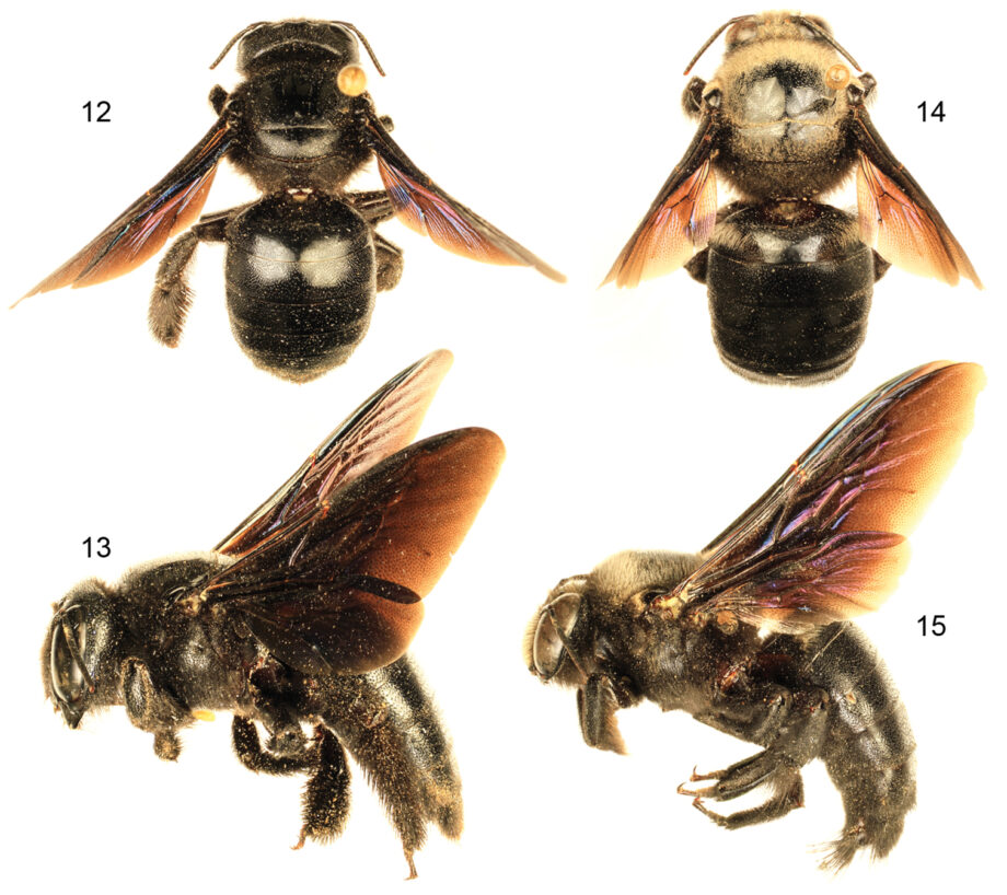 Types of Bees: Your Ultimate Guide to Honey, Bumble & More🐝