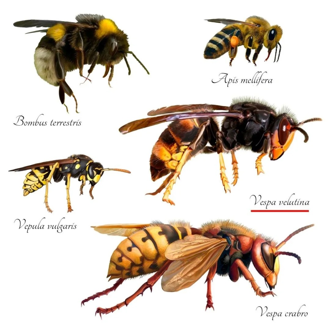 Types of Bees: Your Ultimate Guide to Honey, Bumble & More🐝