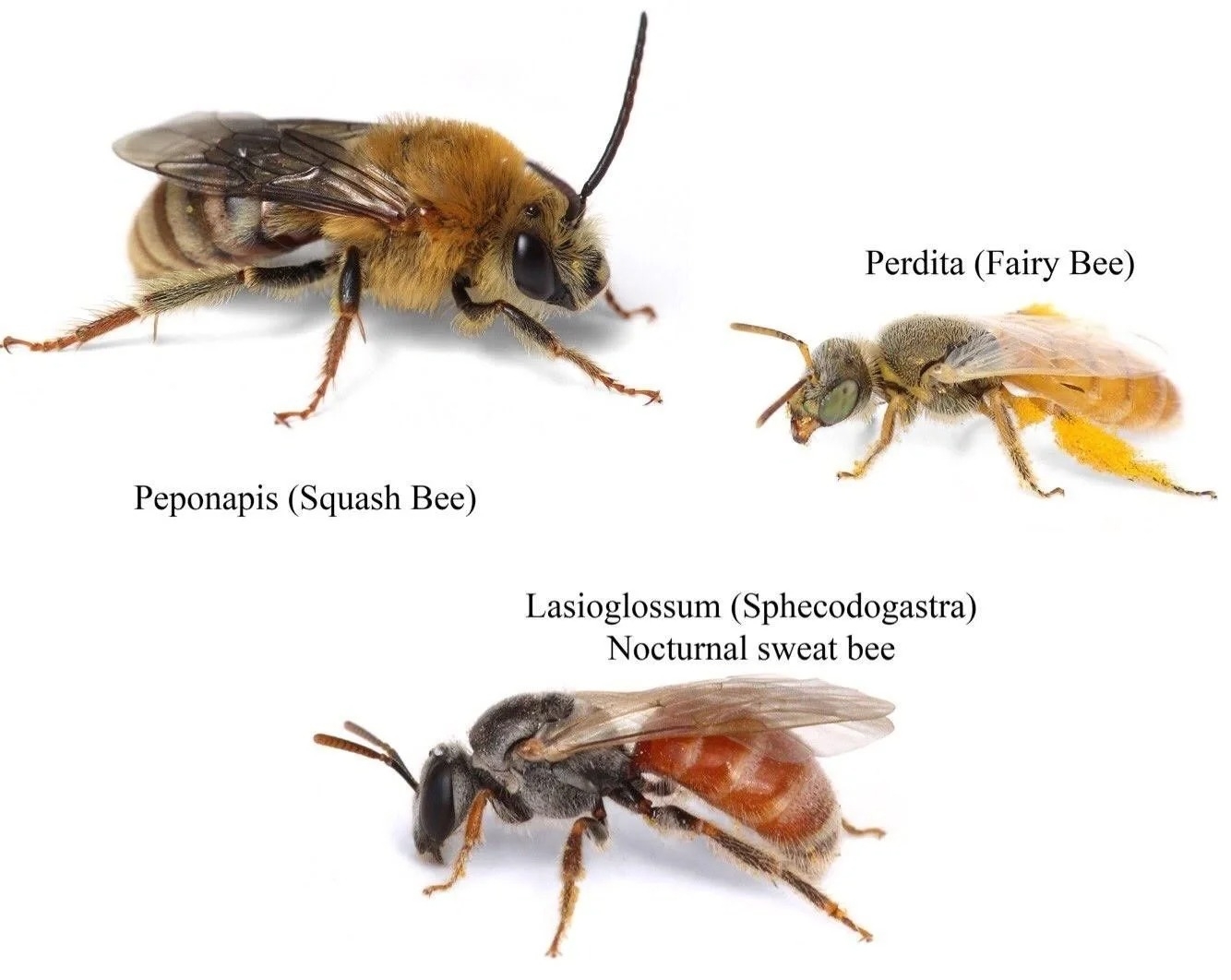 Types of Bees: Your Ultimate Guide to Honey, Bumble & More🐝
