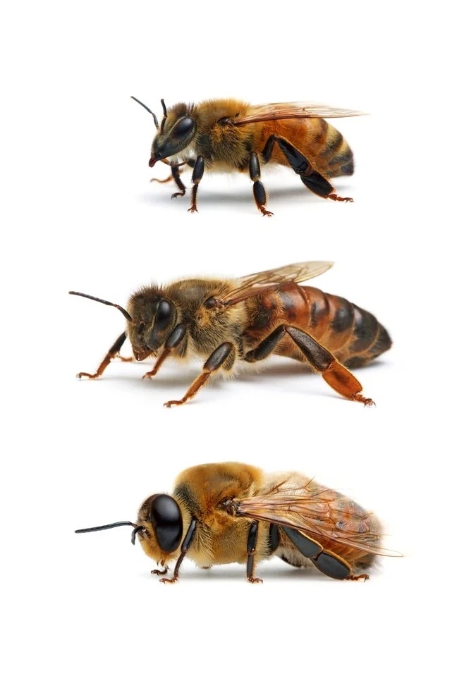Types of Bees: Your Ultimate Guide to Honey, Bumble & More🐝