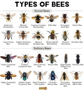 Types of Bees: Your Ultimate Guide to Honey, Bumble & More🐝